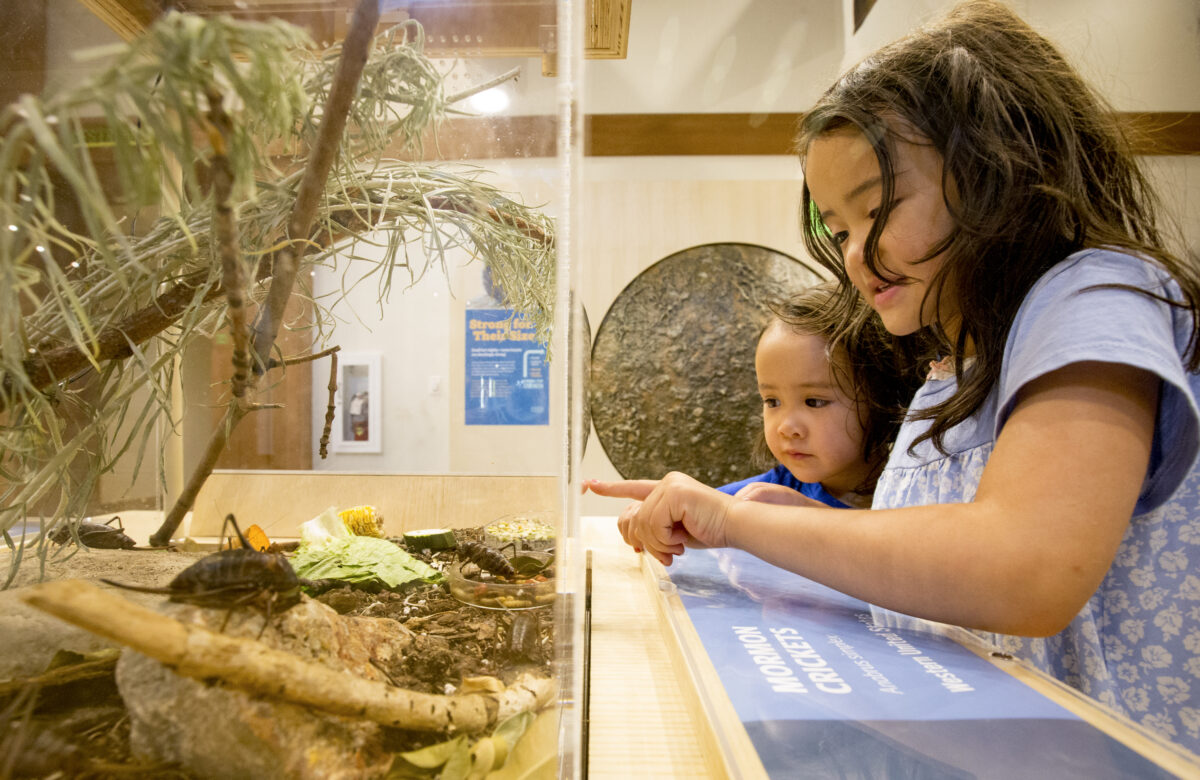 In honor of Pioneer Day, Thanksgiving Point exhibit introduces ...